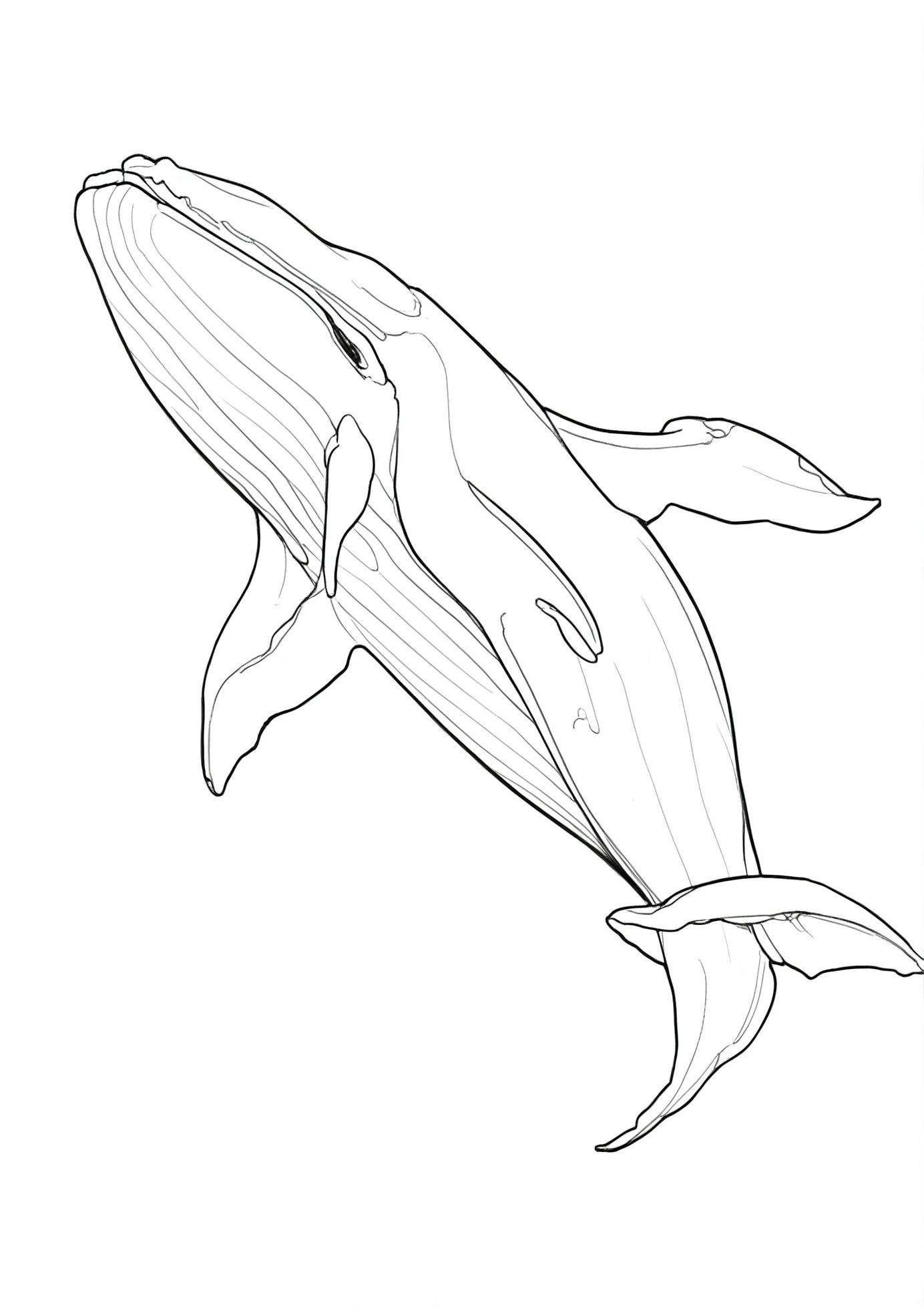 Dibujos de Ballenas para Colorear Gratis - imprimeycolorea.com
